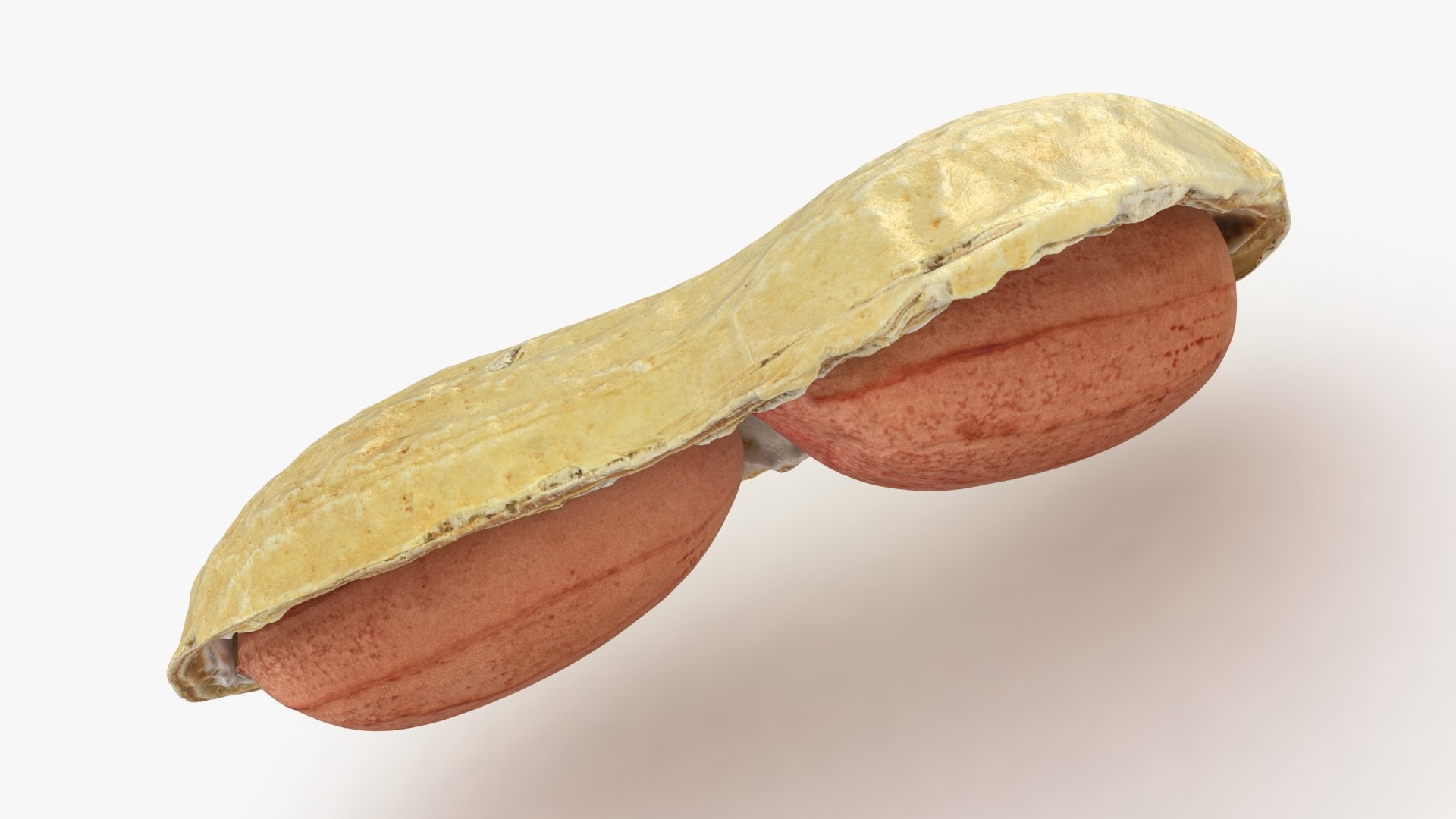 Open Peanut Shell with Kernels 3D model - TurboSquid 1958669
