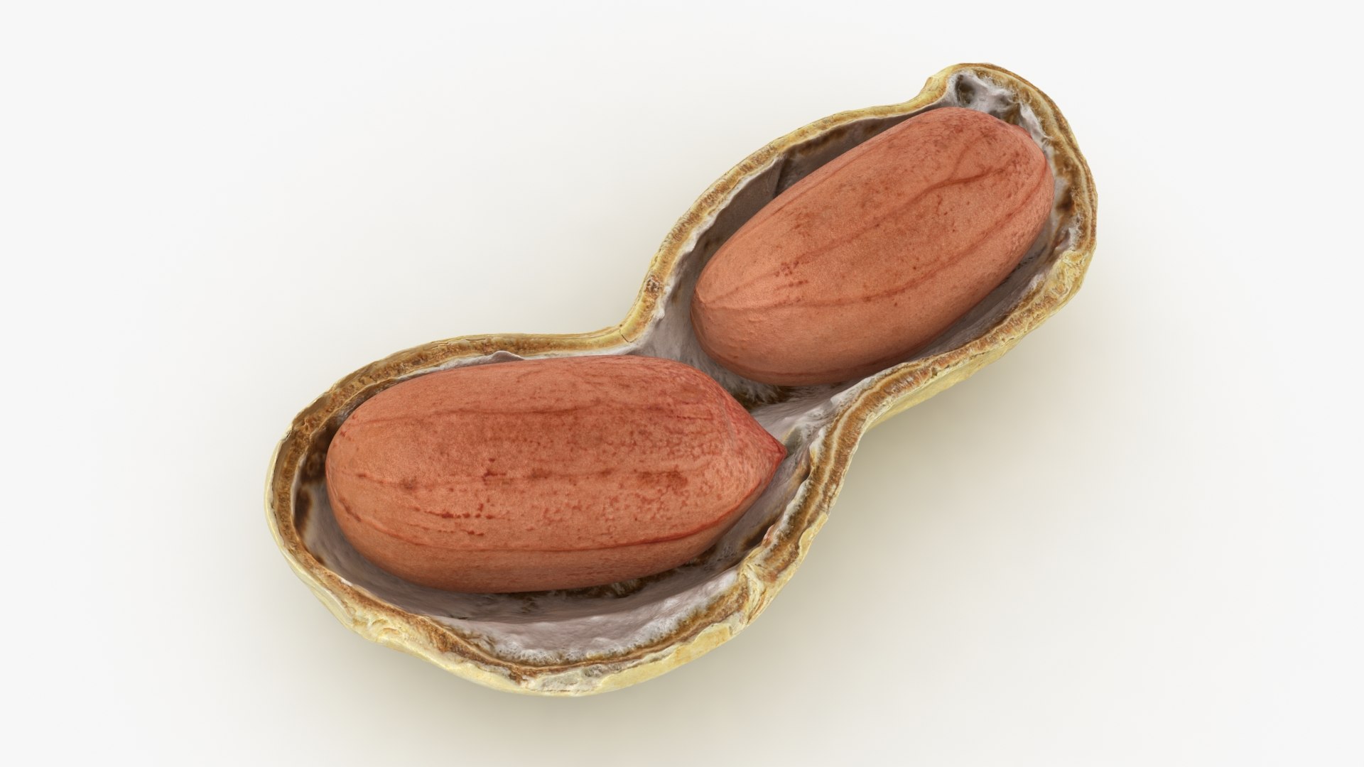 Open Peanut Shell with Kernels 3D model - TurboSquid 1958669