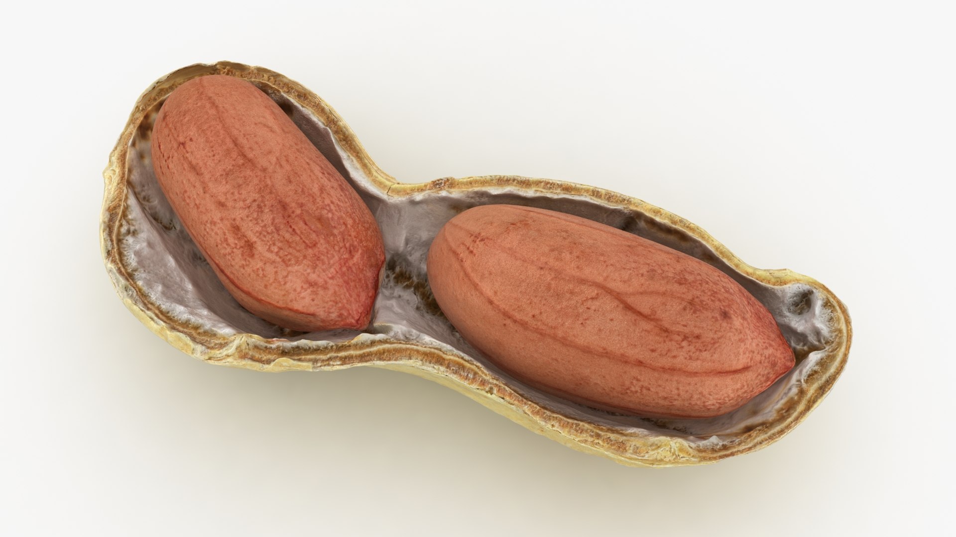 Open Peanut Shell with Kernels 3D model - TurboSquid 1958669