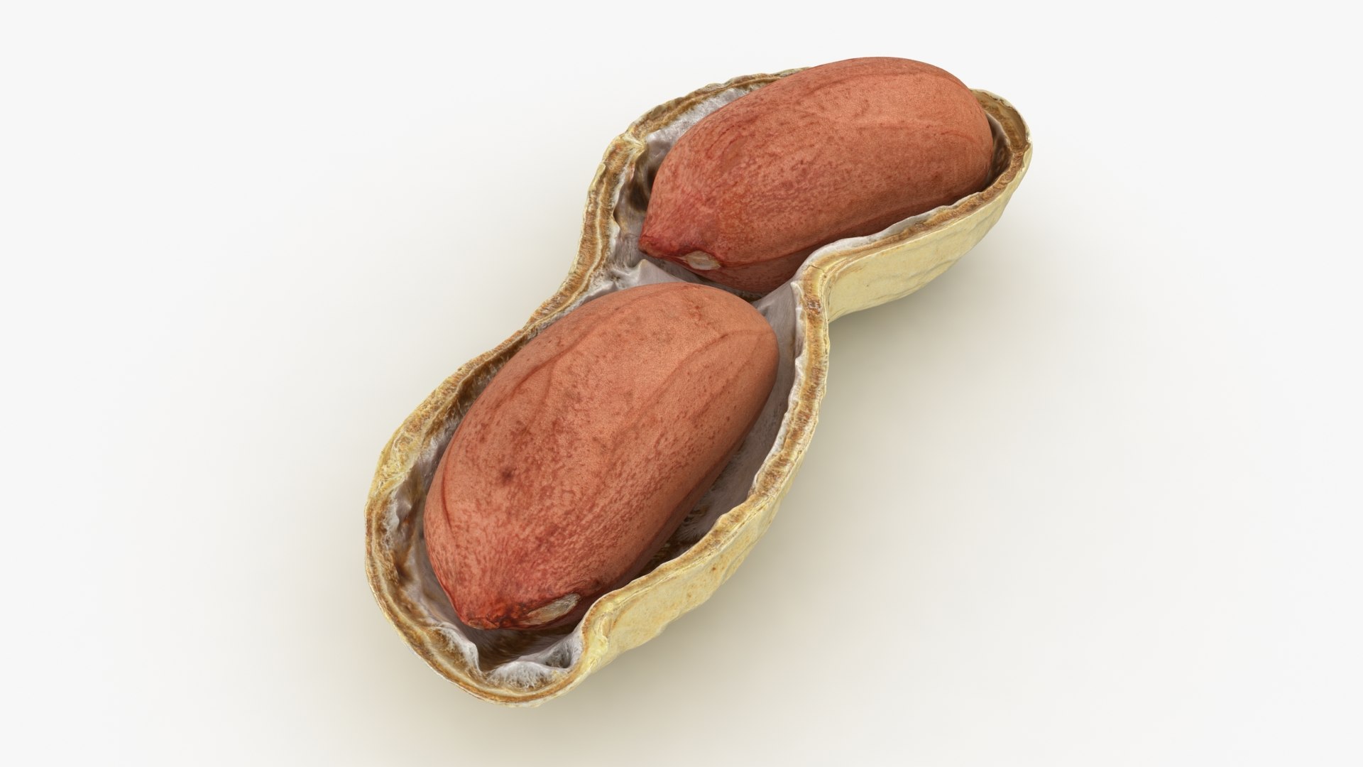 Open Peanut Shell with Kernels 3D model - TurboSquid 1958669