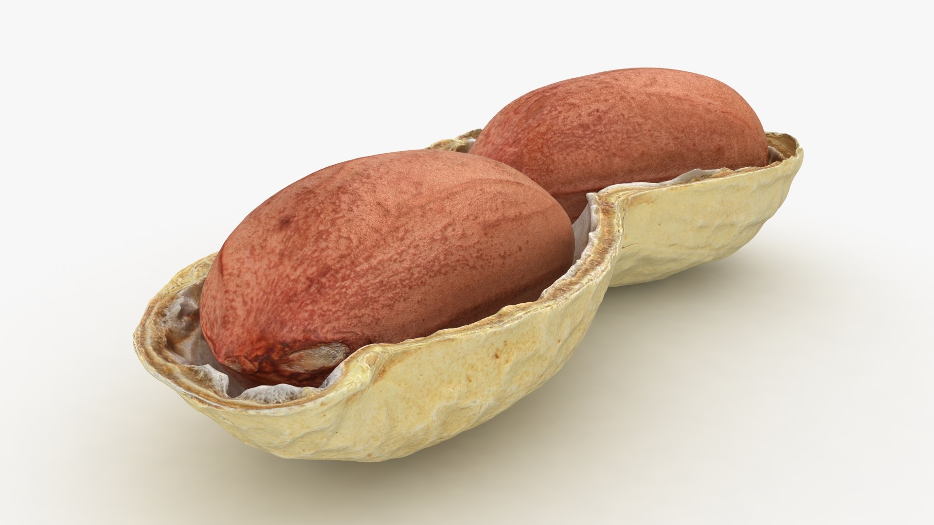 Open Peanut Shell with Kernels 3D model - TurboSquid 1958669