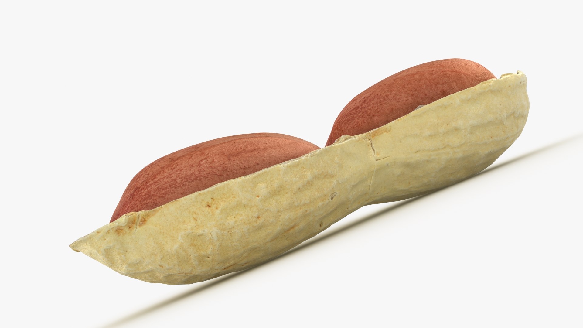 Open Peanut Shell with Kernels 3D model - TurboSquid 1958669