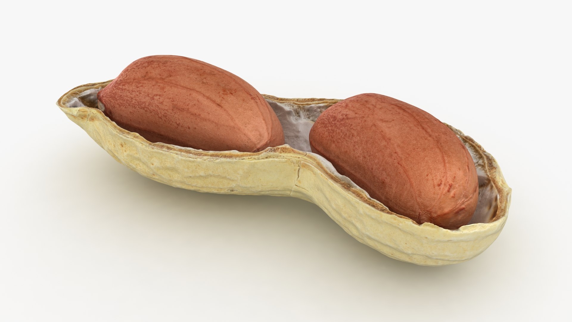 Open Peanut Shell with Kernels 3D model - TurboSquid 1958669