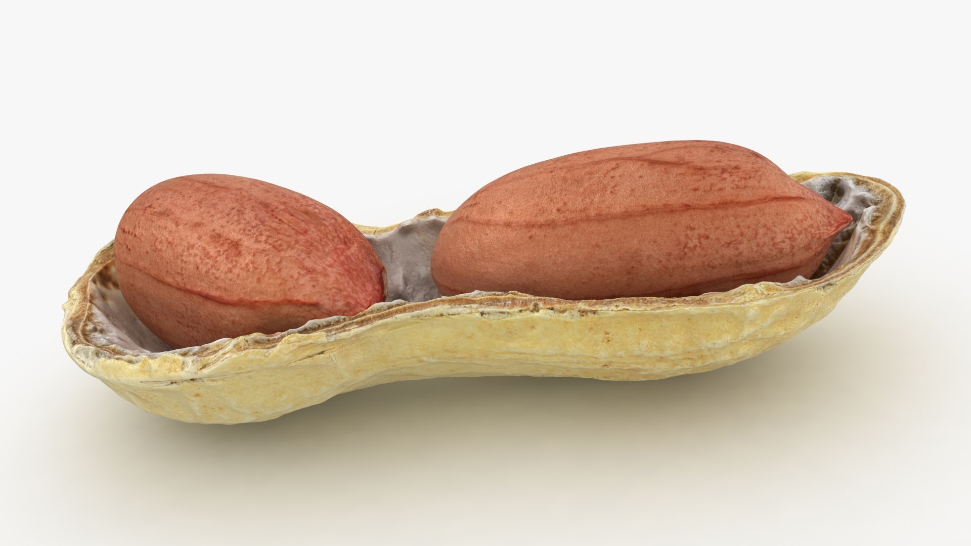 Open Peanut Shell with Kernels 3D model - TurboSquid 1958669