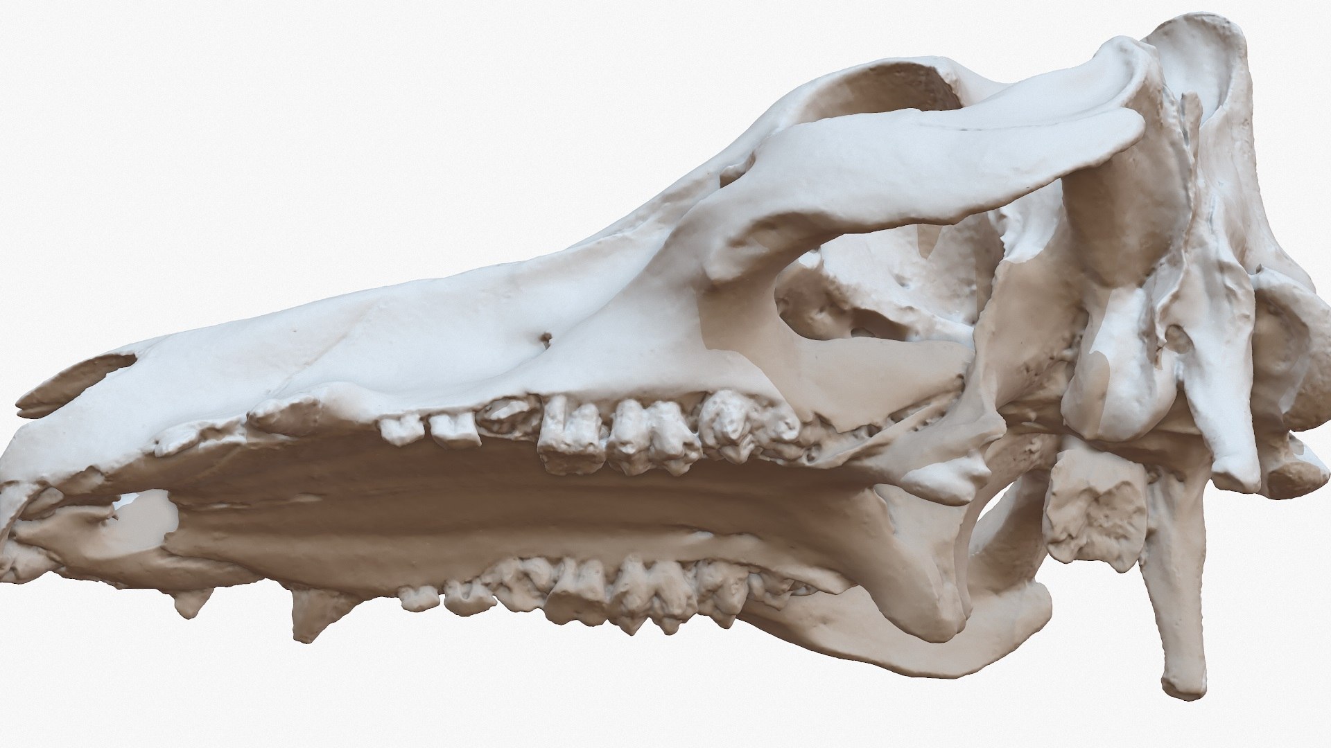 3D Pork Skull 1m Raw - TurboSquid 1191232