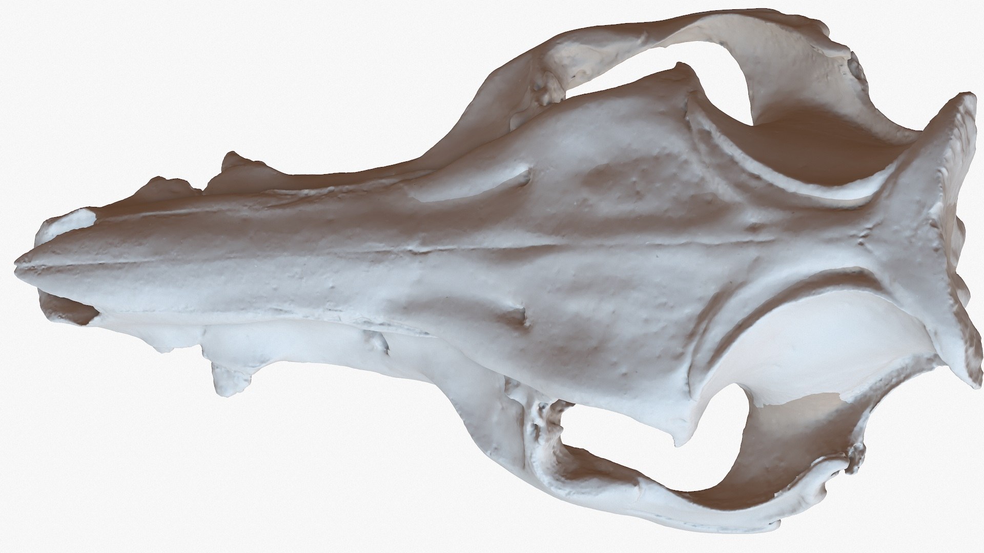 3D Pork Skull 1m Raw - TurboSquid 1191232