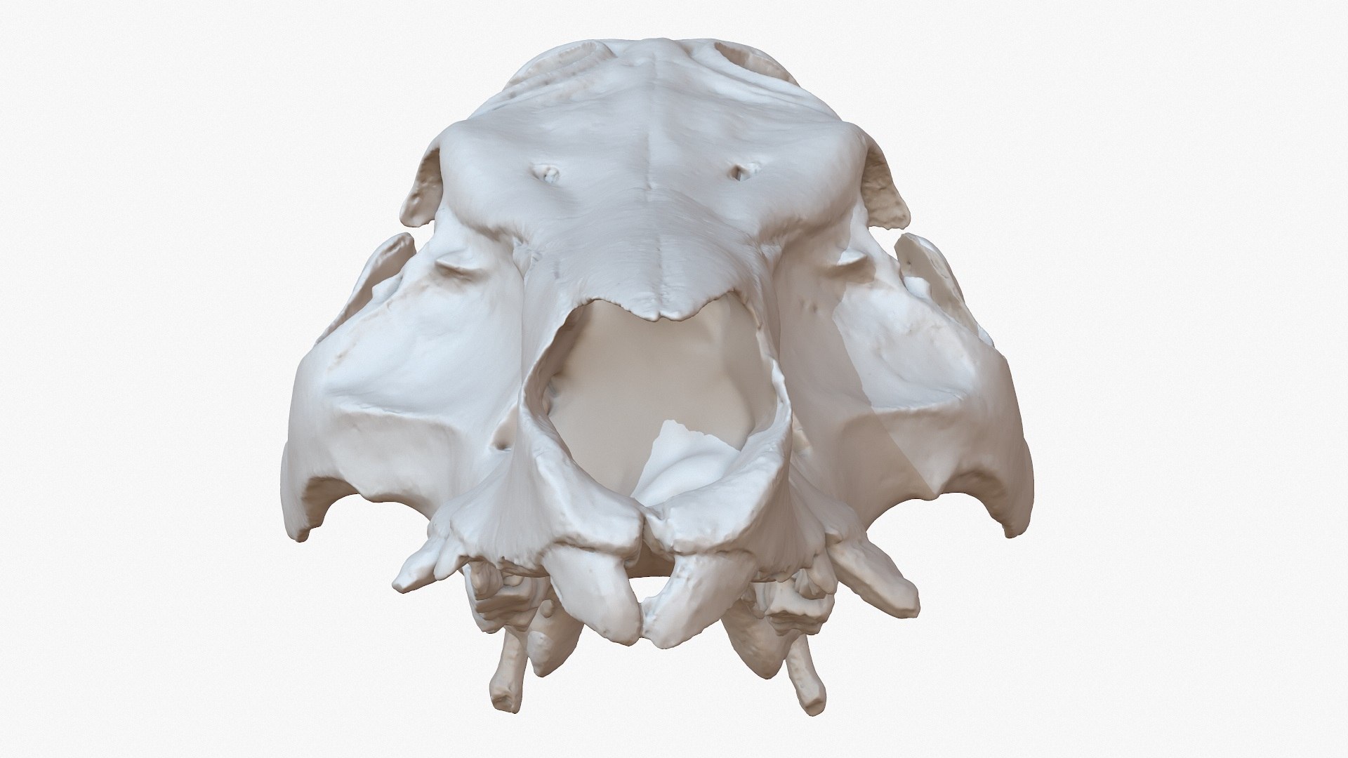 3D Pork Skull 1m Raw - TurboSquid 1191232