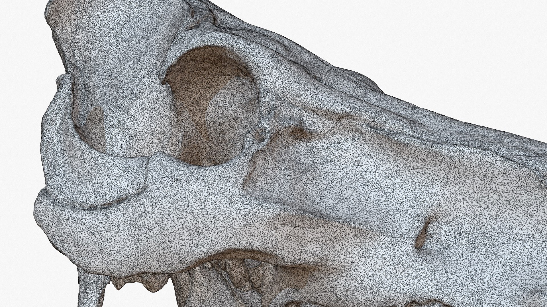 3D Pork Skull 1m Raw - TurboSquid 1191232