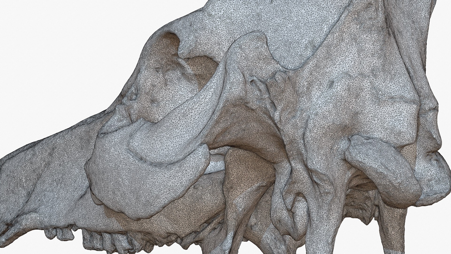 3D Pork Skull 1m Raw - TurboSquid 1191232