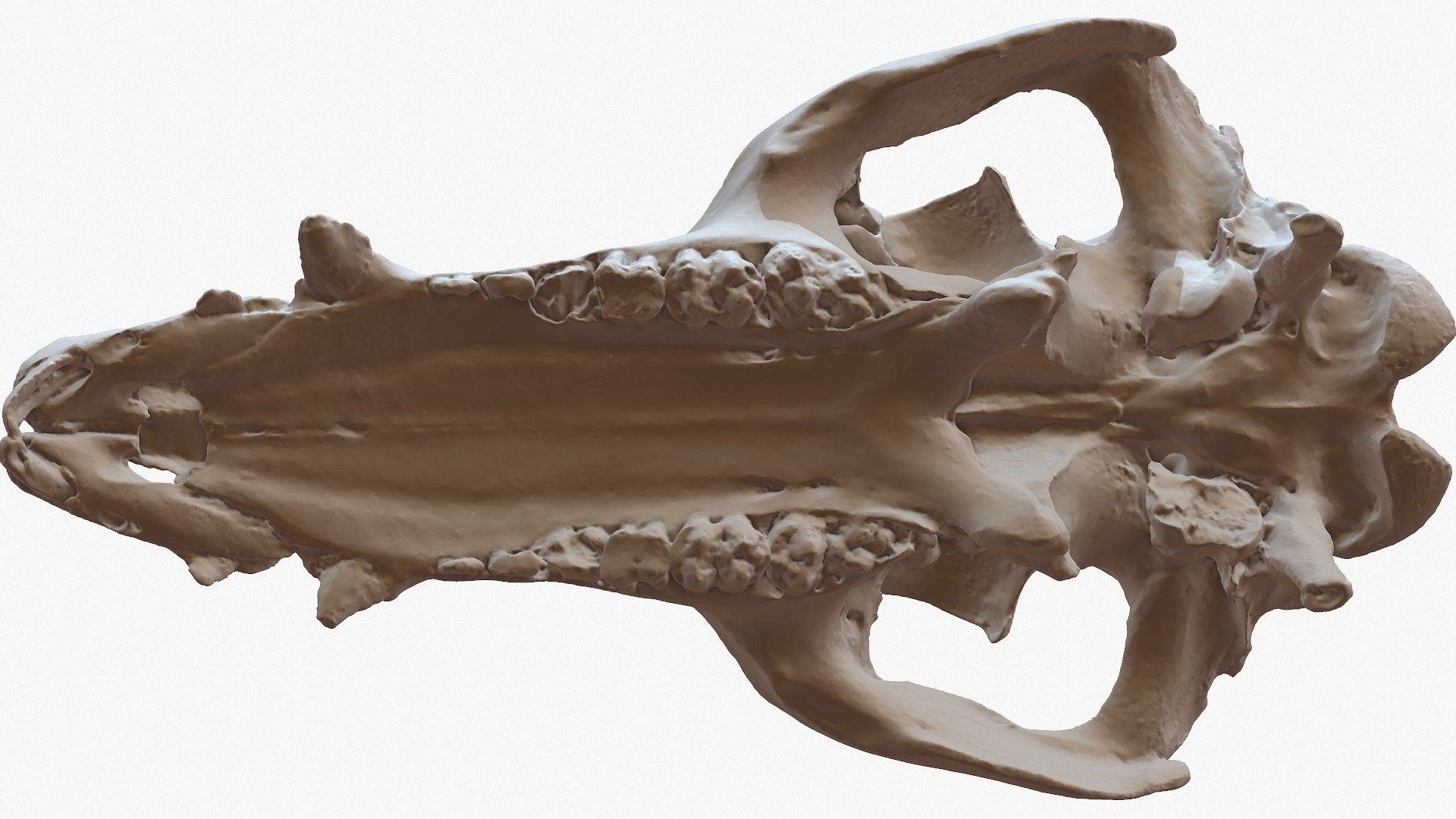 3D Pork Skull 1m Raw - TurboSquid 1191232