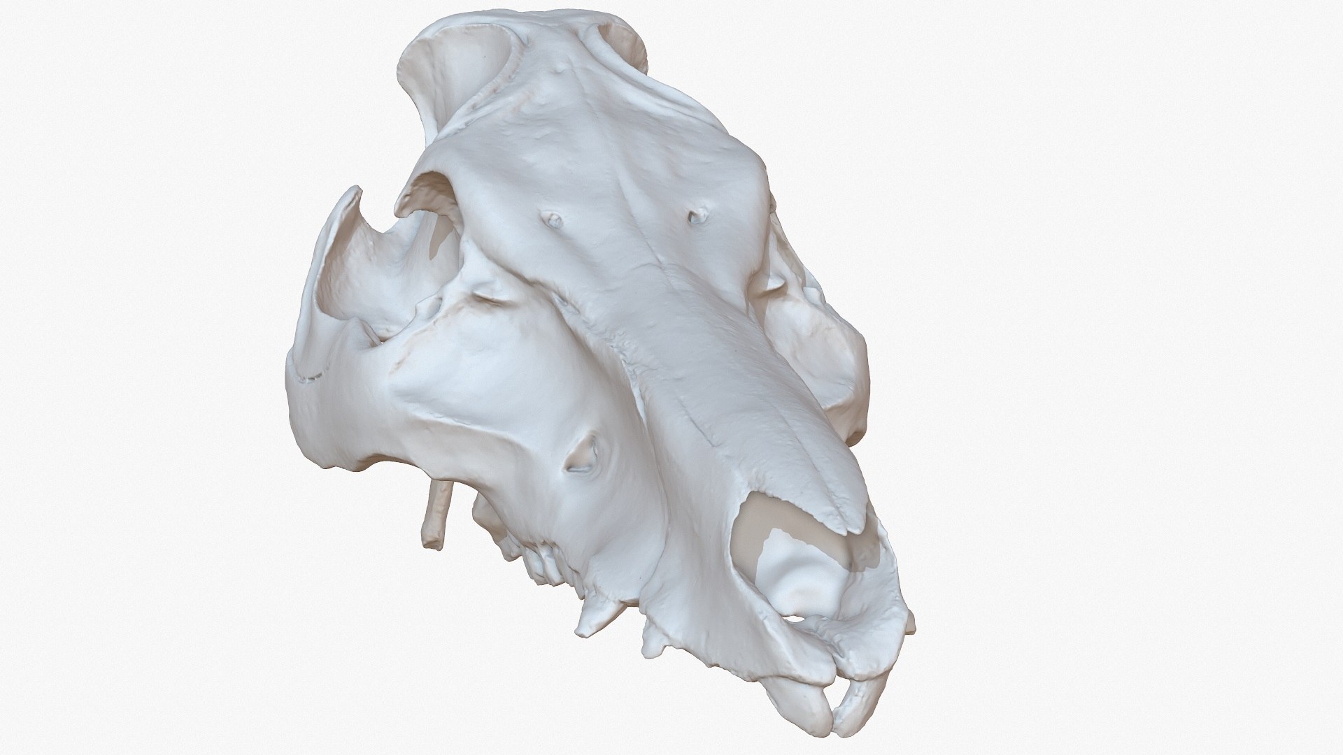 3D Pork Skull 1m Raw - TurboSquid 1191232