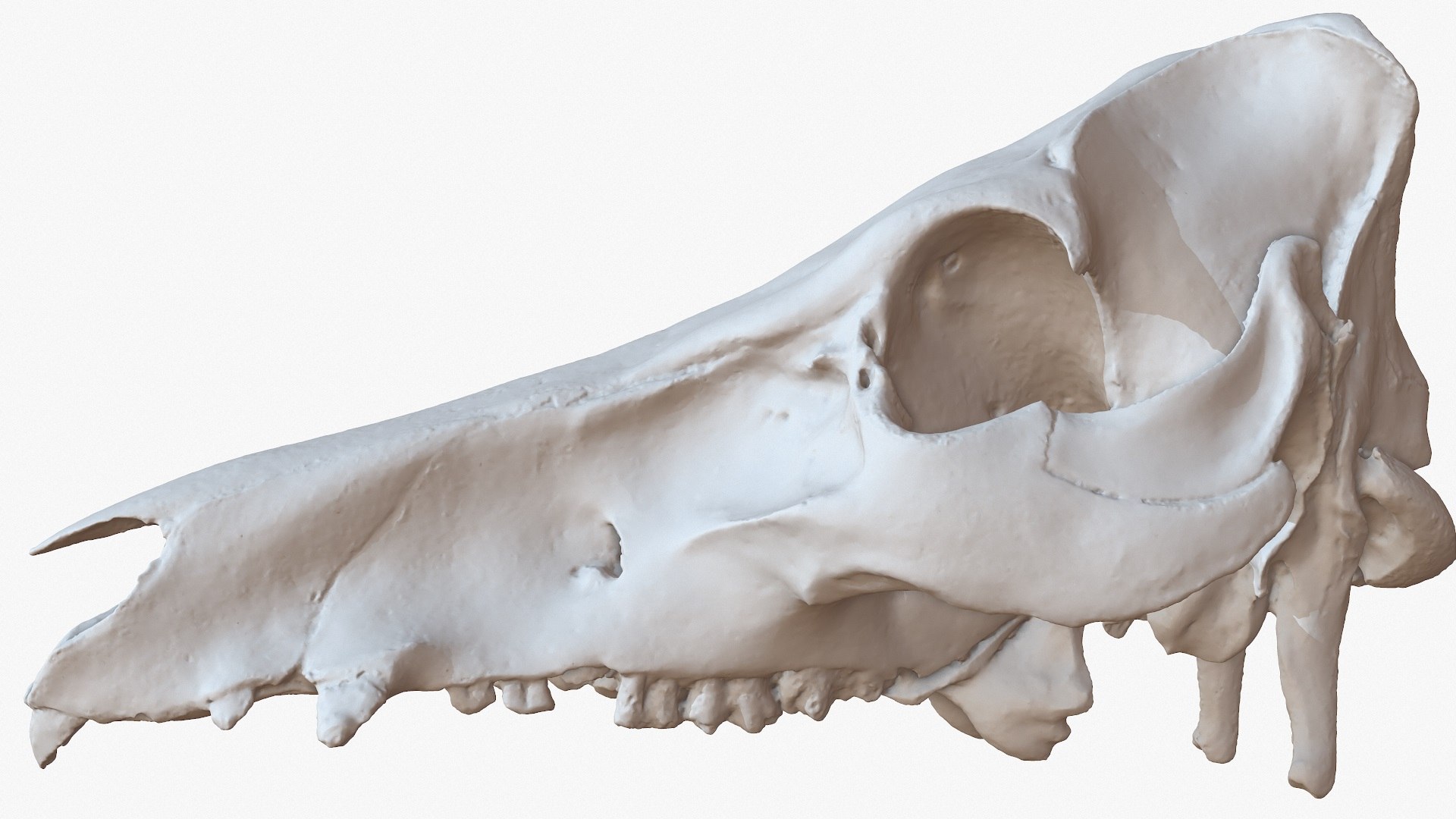 3D Pork Skull 1m Raw - TurboSquid 1191232