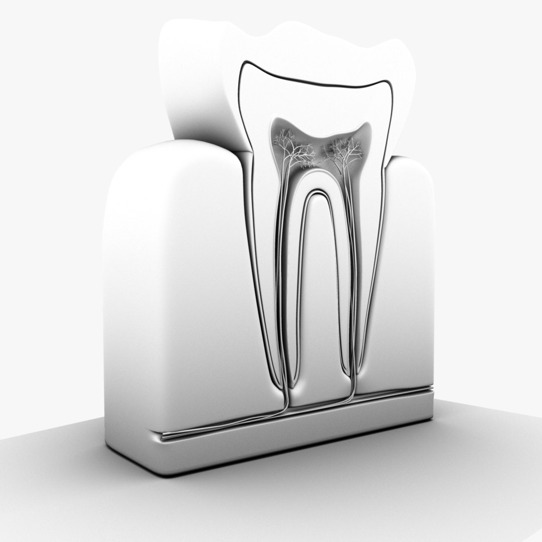 3d Model Cross Section Tooth