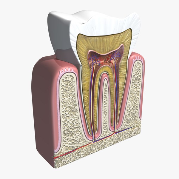 3d model cross section tooth