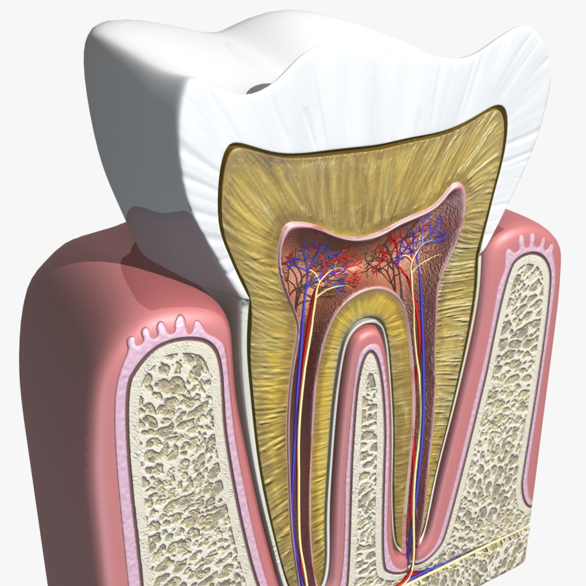 3d model cross section tooth