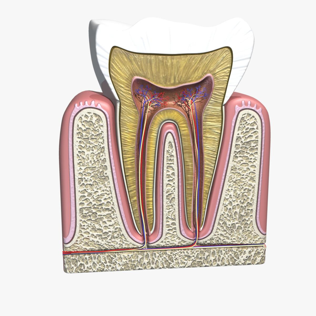3d Model Cross Section Tooth