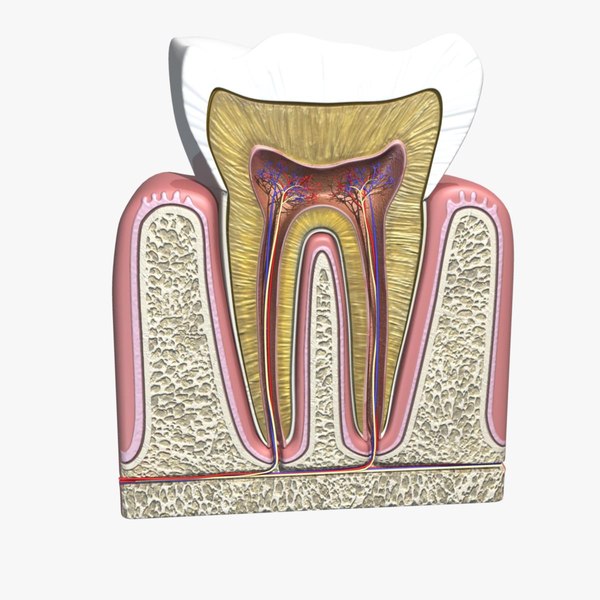3d model cross section tooth