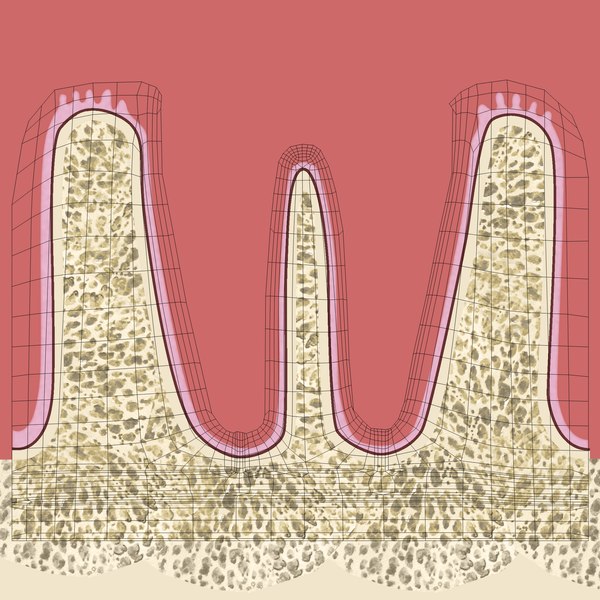 3d model cross section tooth