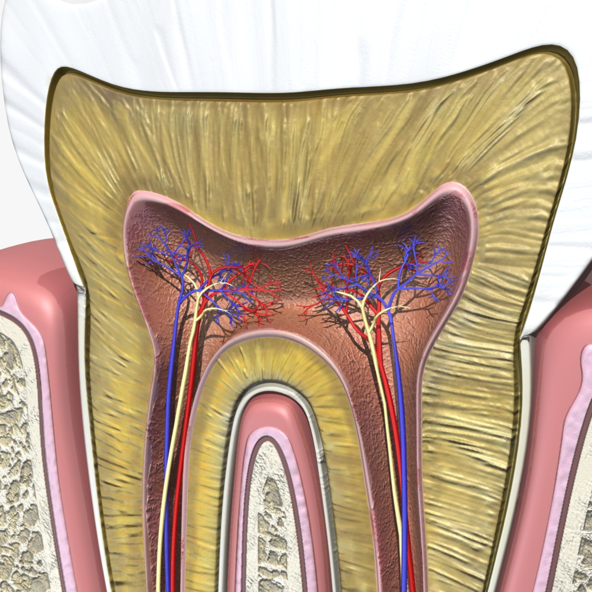 3d model cross section tooth