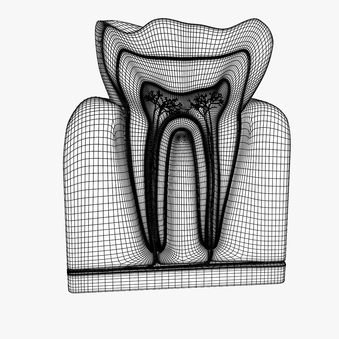 3d Model Cross Section Tooth
