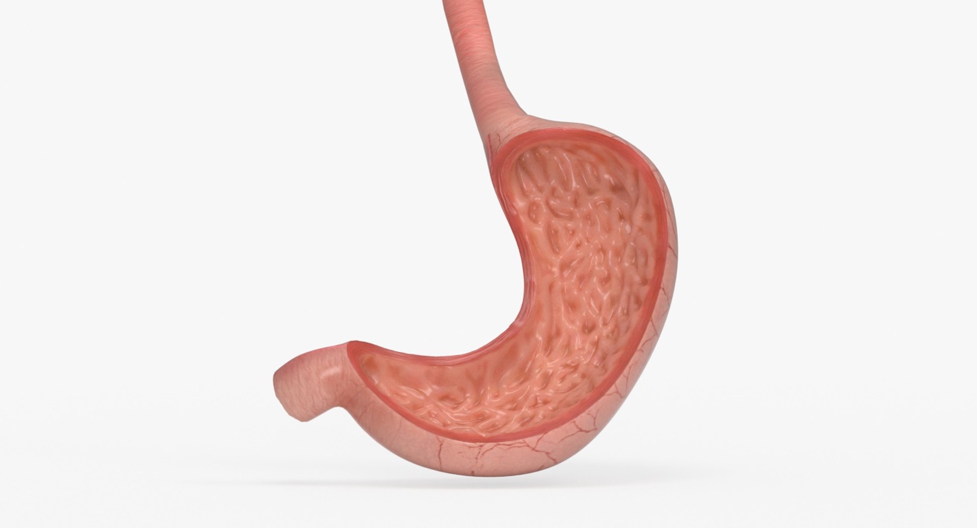 Stomach Anatomy Model - TurboSquid 1383515