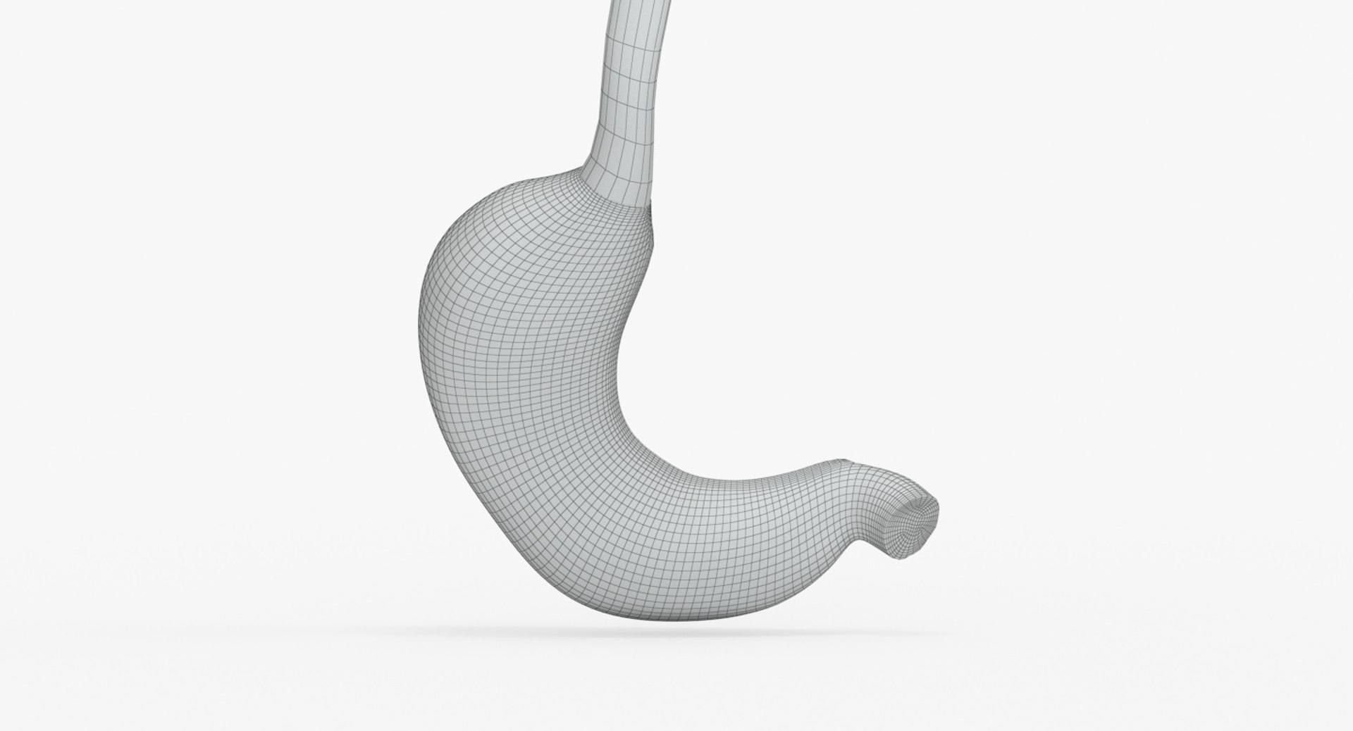 Stomach anatomy model - TurboSquid 1383515