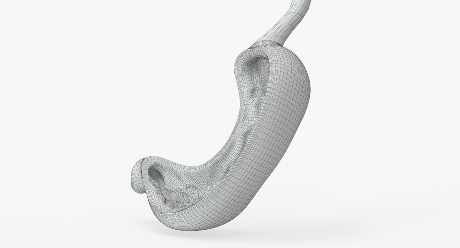Stomach anatomy model - TurboSquid 1383515