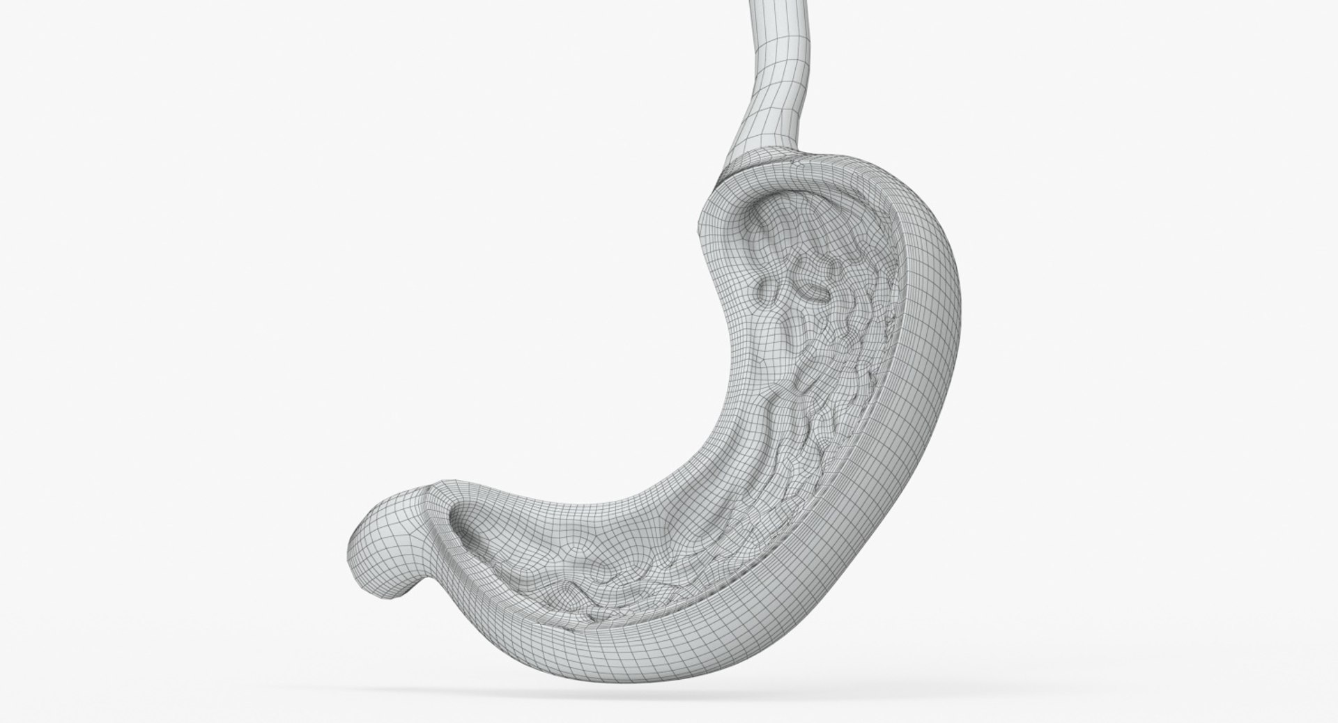Stomach anatomy model - TurboSquid 1383515