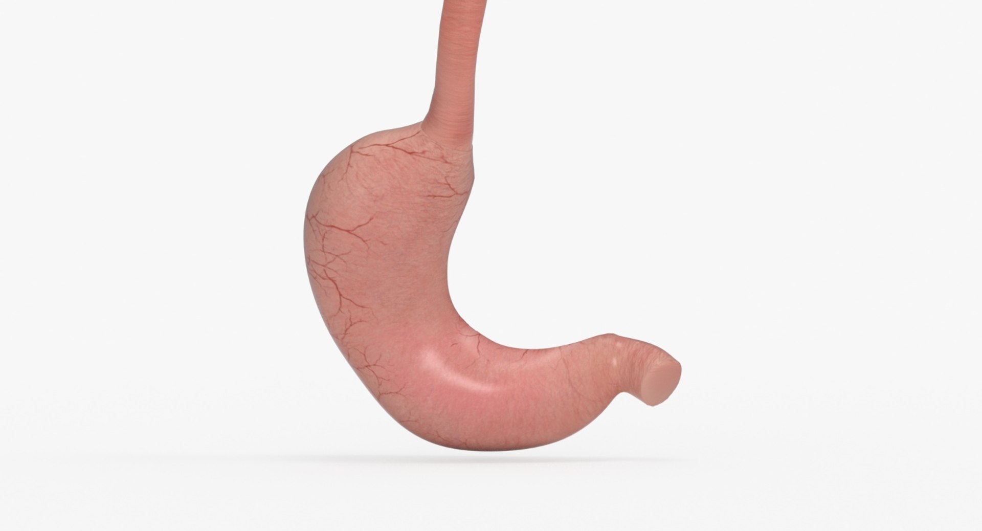 Stomach Anatomy Model - TurboSquid 1383515