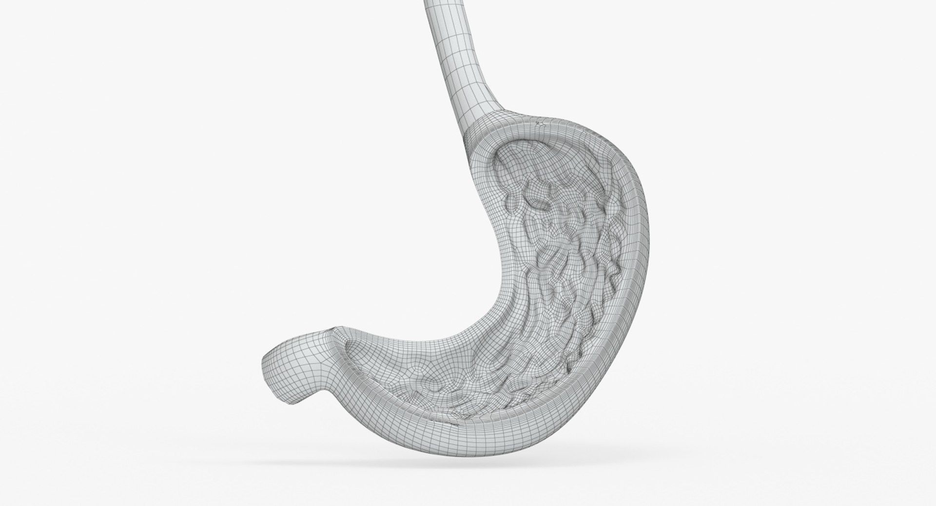 Stomach anatomy model - TurboSquid 1383515