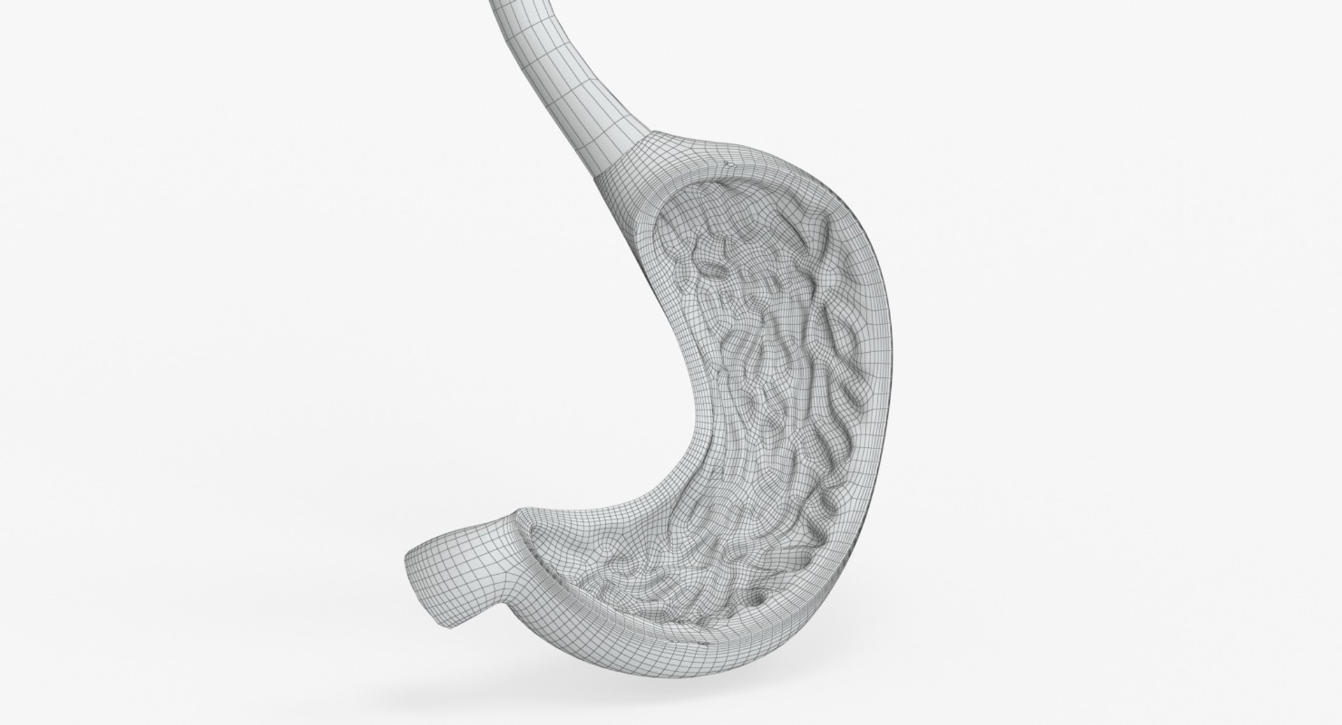 Stomach anatomy model - TurboSquid 1383515
