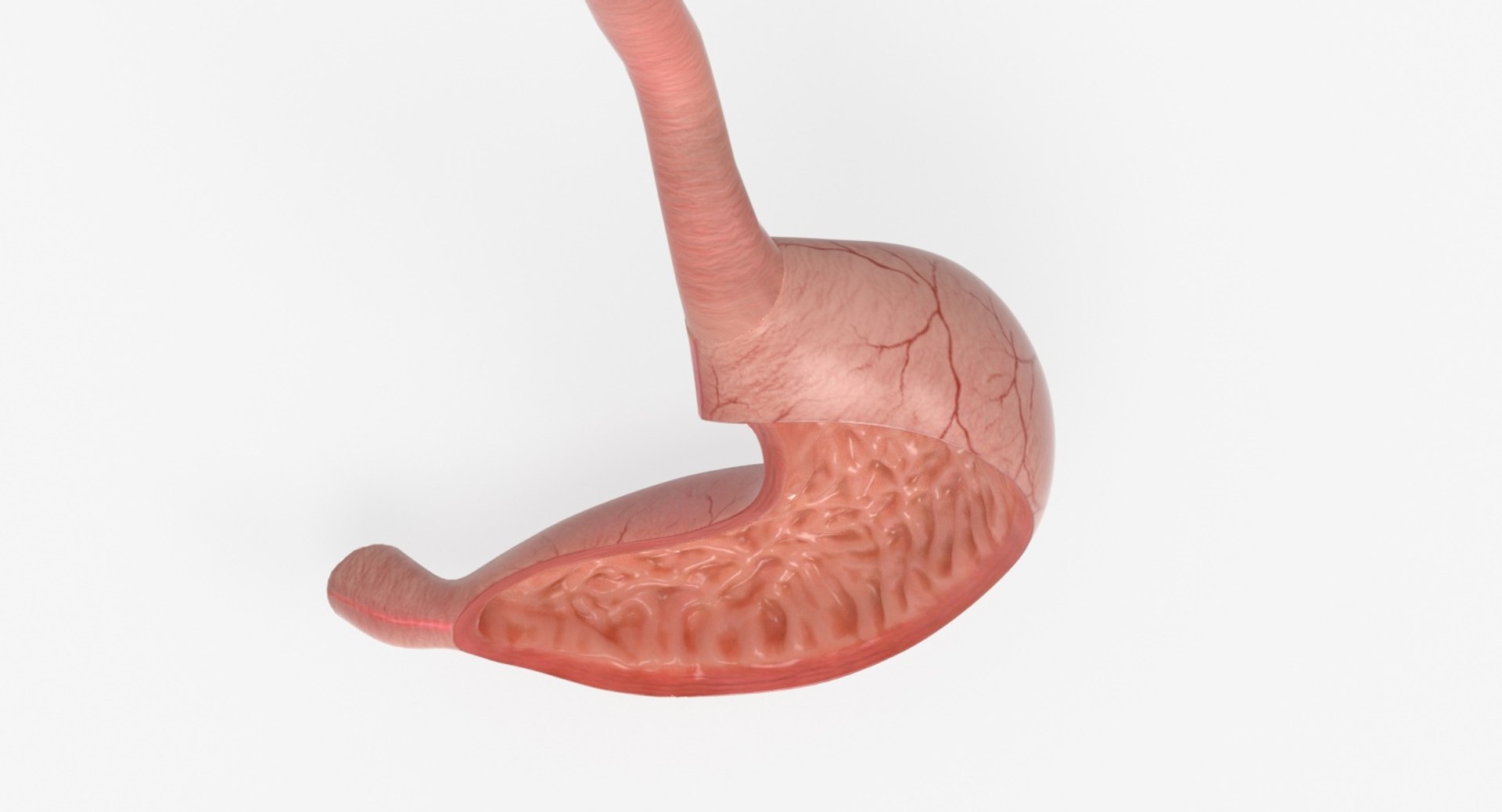 Stomach anatomy model - TurboSquid 1383515