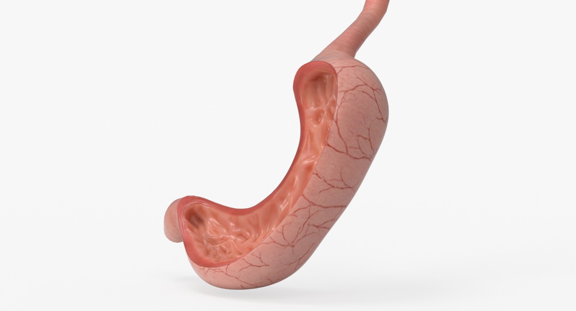 Stomach anatomy model - TurboSquid 1383515