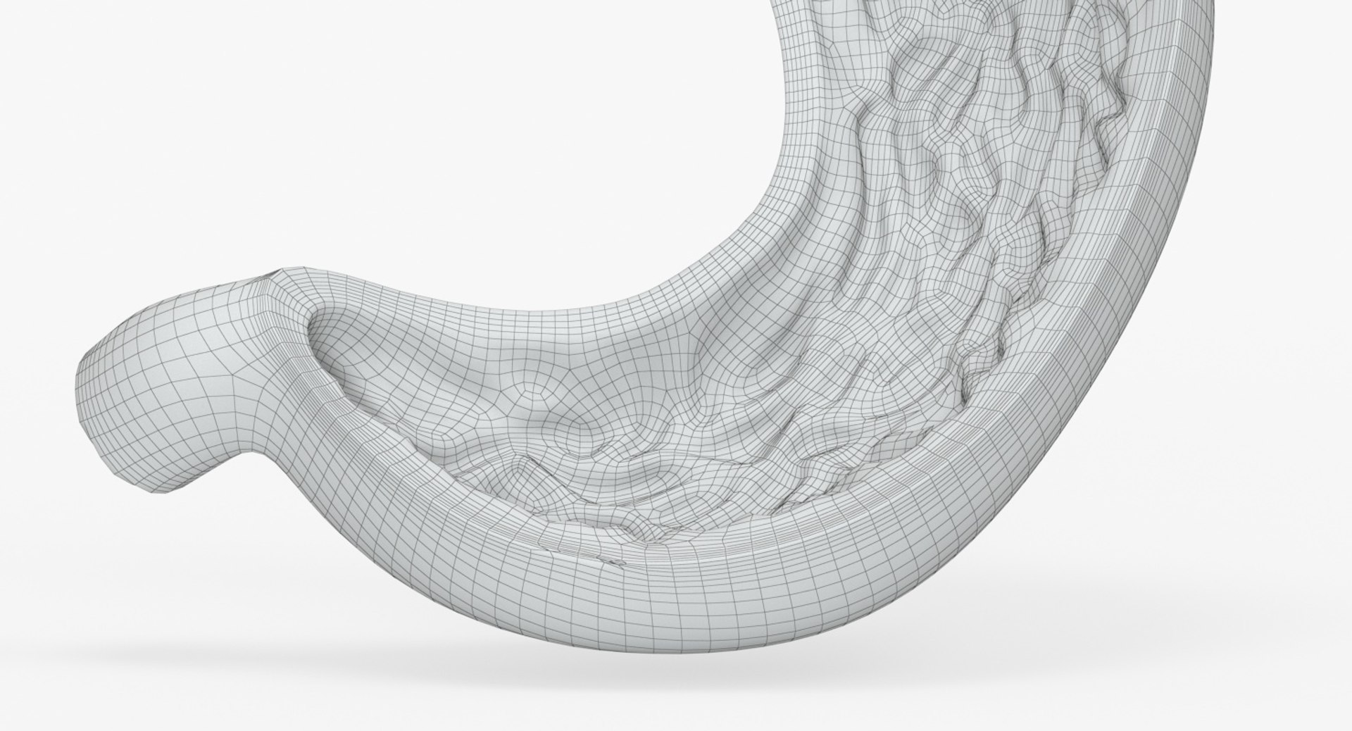 Stomach anatomy model - TurboSquid 1383515