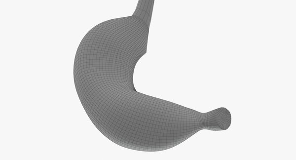 Stomach anatomy model - TurboSquid 1383515