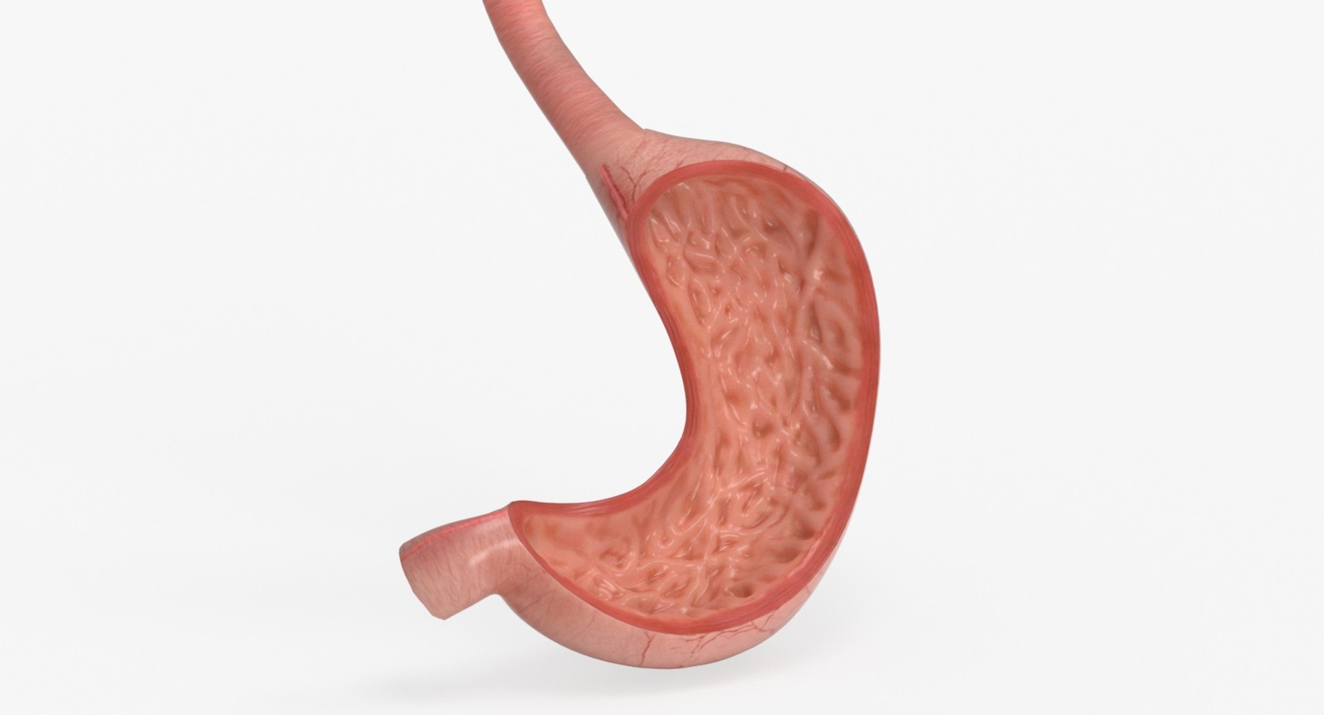 Stomach anatomy model - TurboSquid 1383515