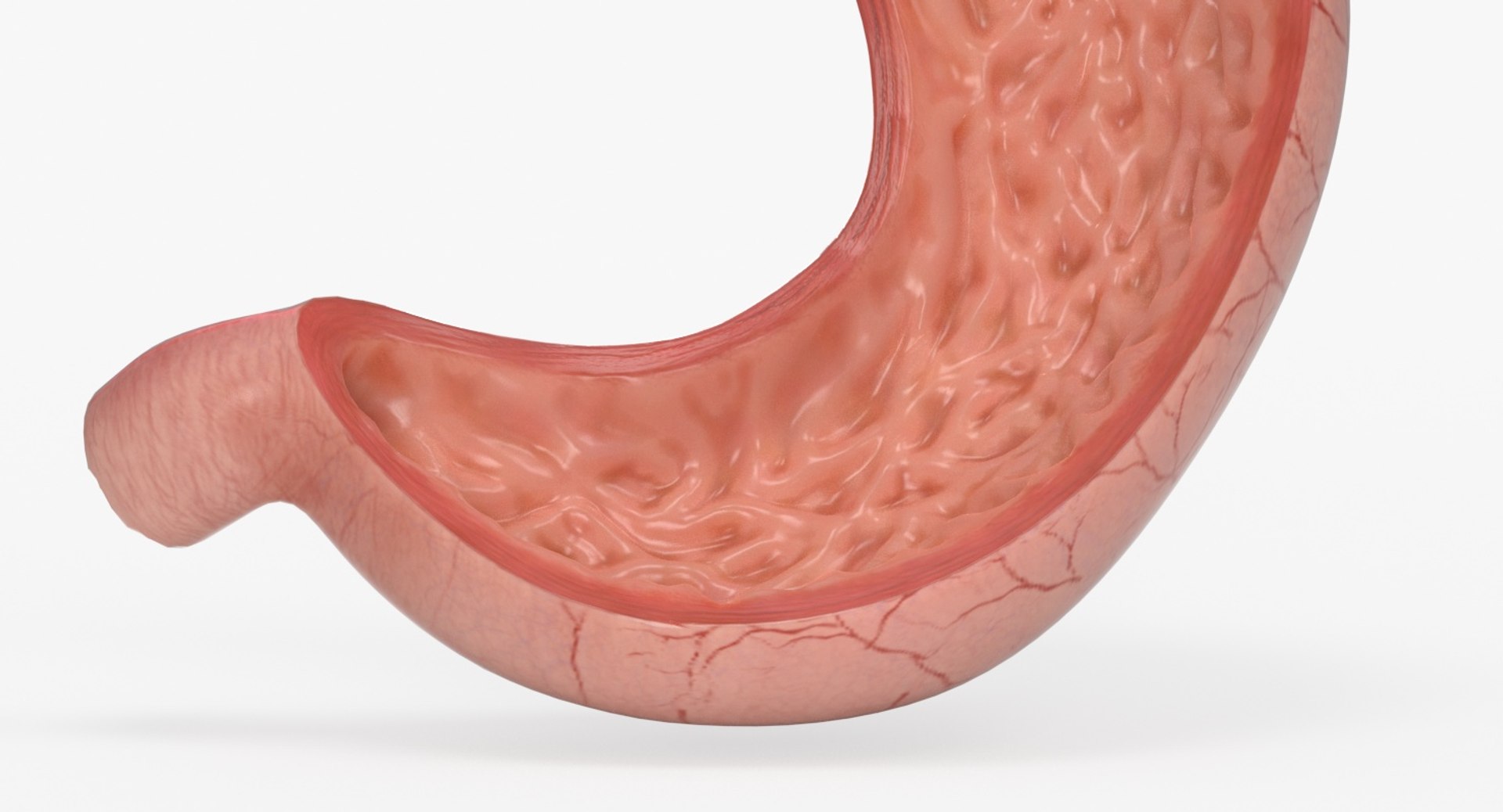Stomach anatomy model - TurboSquid 1383515