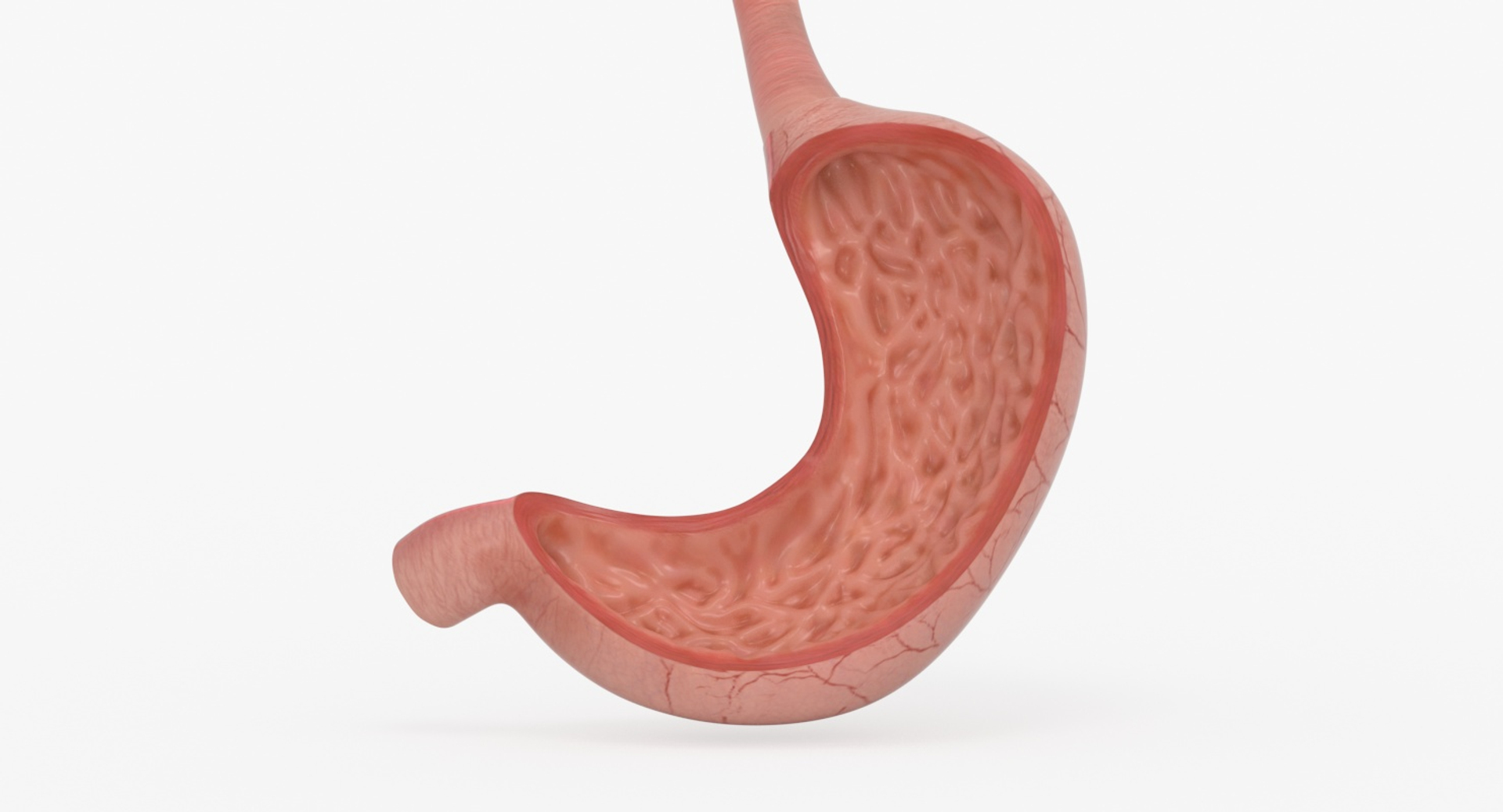 Stomach Anatomy Model - TurboSquid 1383515