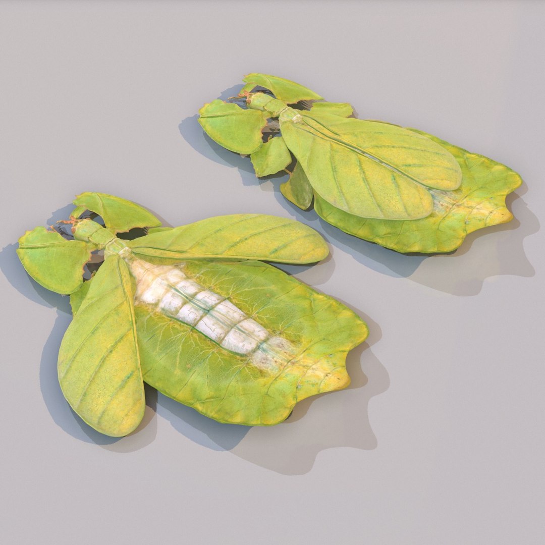 Leaf Insect Walking Phylliidae 3d Obj