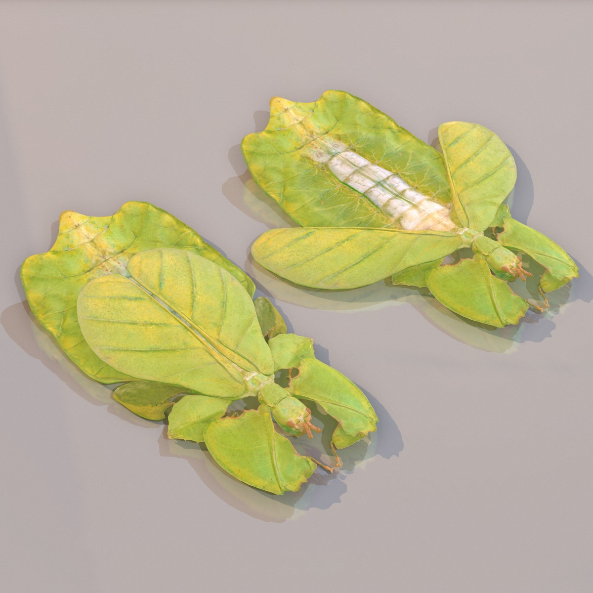 leaf insect walking phylliidae 3d obj