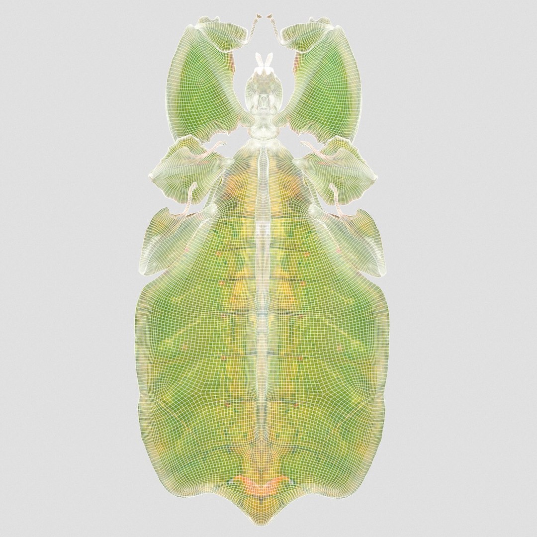 Leaf Insect Walking Phylliidae 3d Obj
