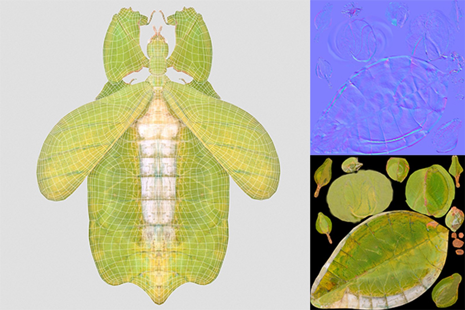 Leaf Insect Walking Phylliidae 3d Obj