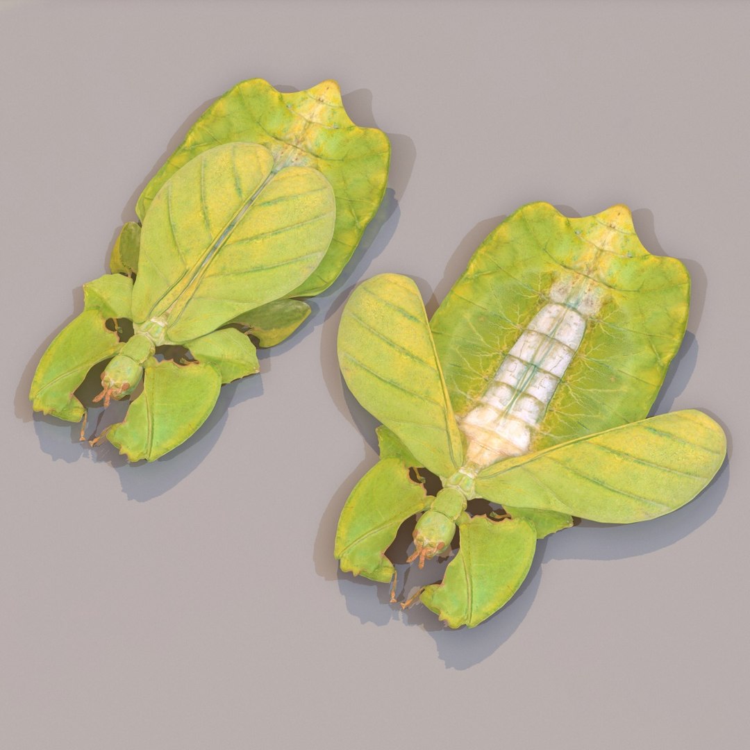 Leaf Insect Walking Phylliidae 3d Obj