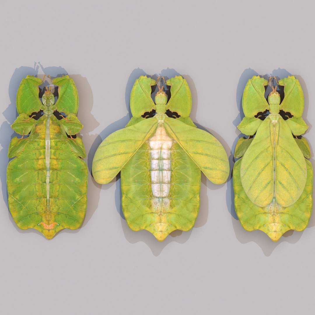 Leaf Insect Walking Phylliidae 3d Obj