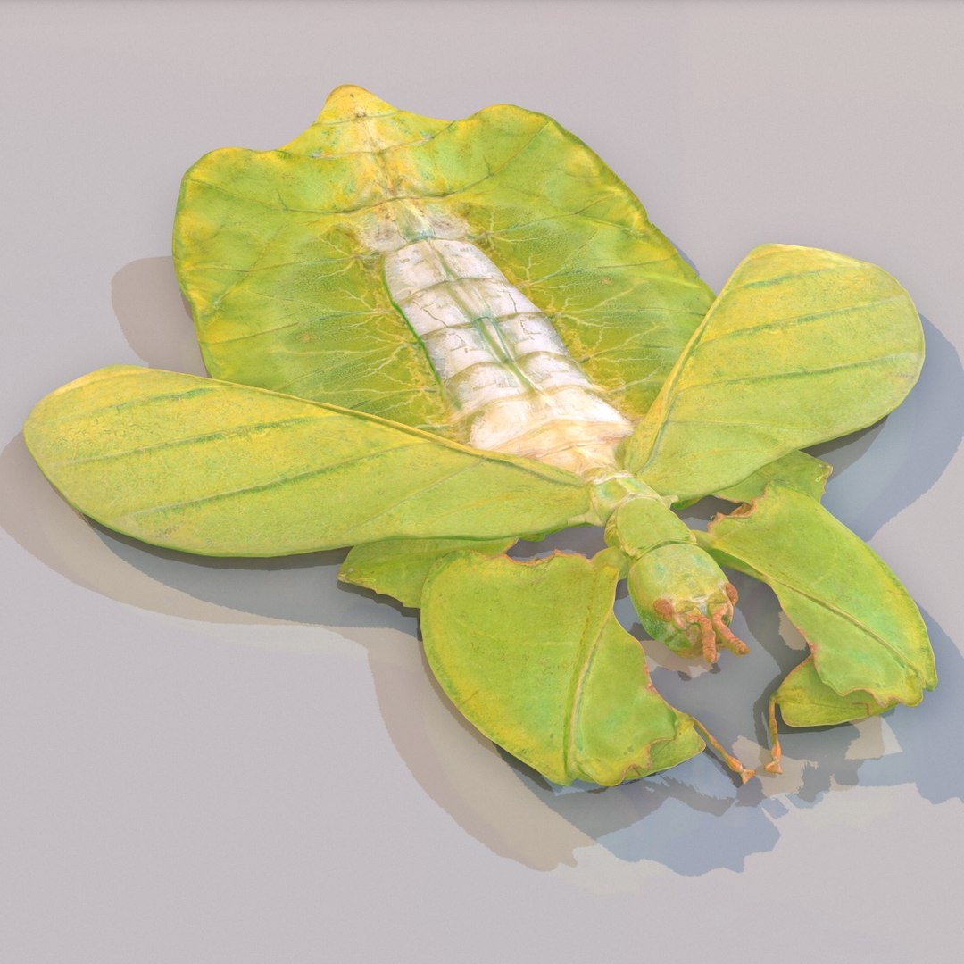 Leaf Insect Walking Phylliidae 3d Obj