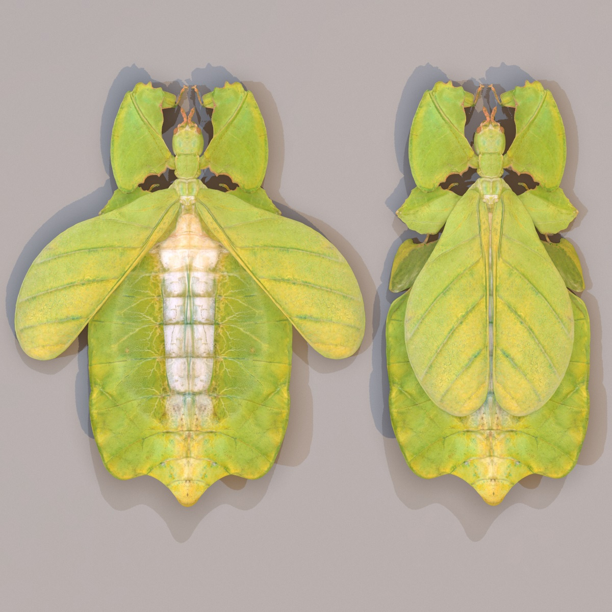 leaf insect walking phylliidae 3d obj