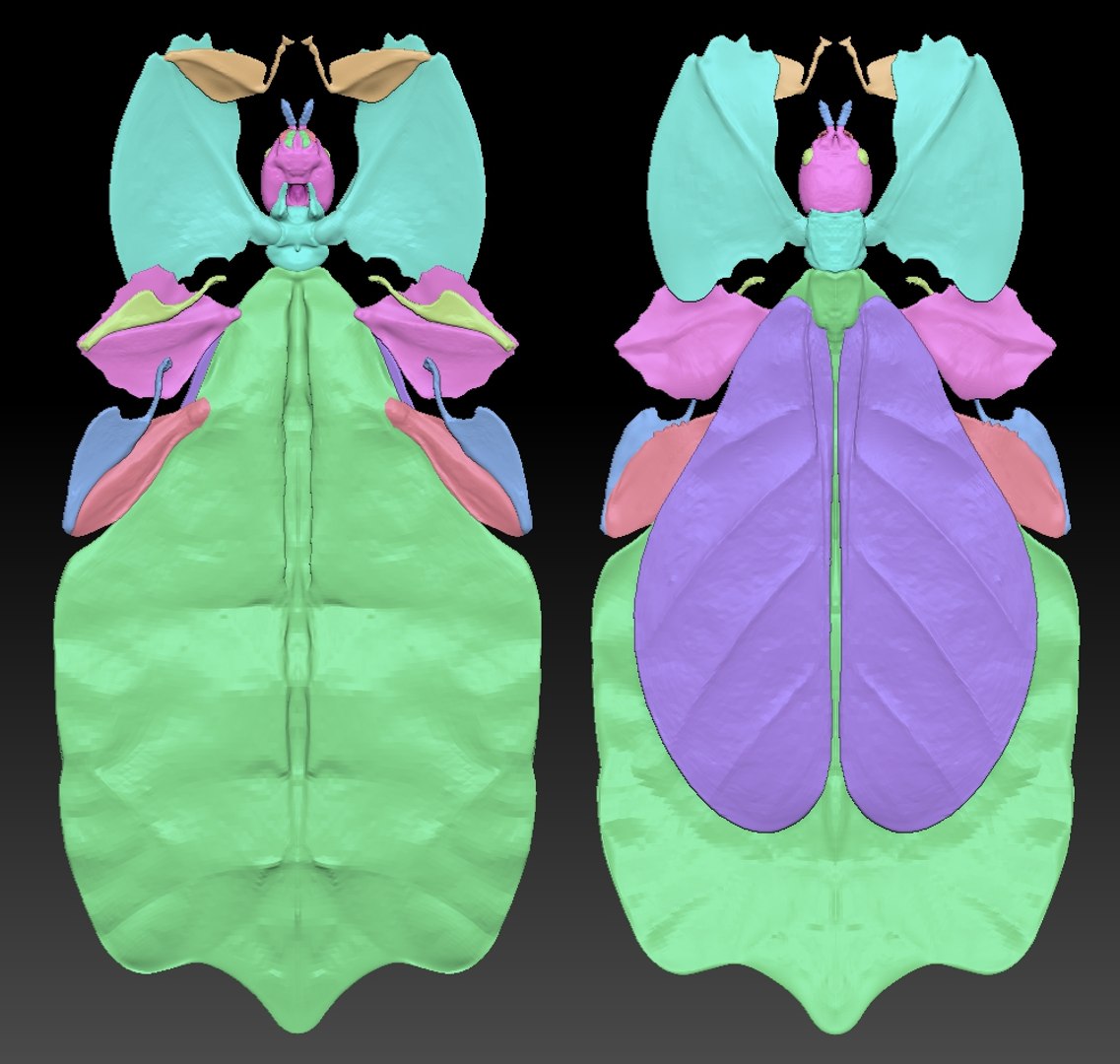 Leaf Insect Walking Phylliidae 3d Obj