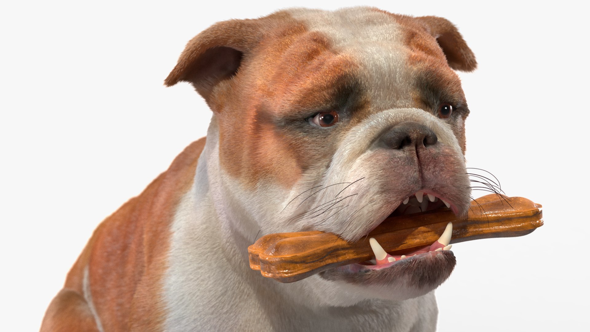 Bulldog With A Chewing Bone In His Mouth Fur 3D Model - TurboSquid 2252286