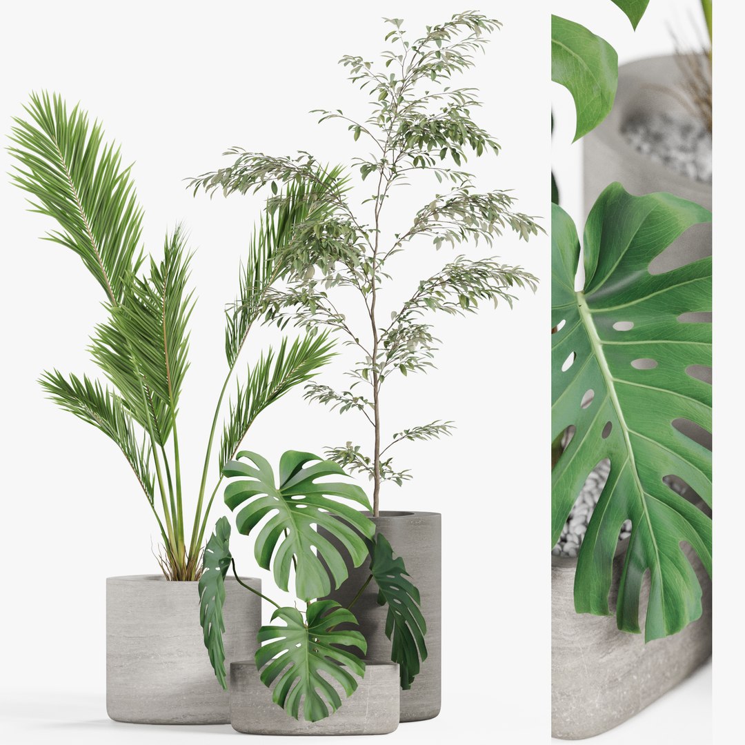 3D Plants collection 932 - TurboSquid 2057888