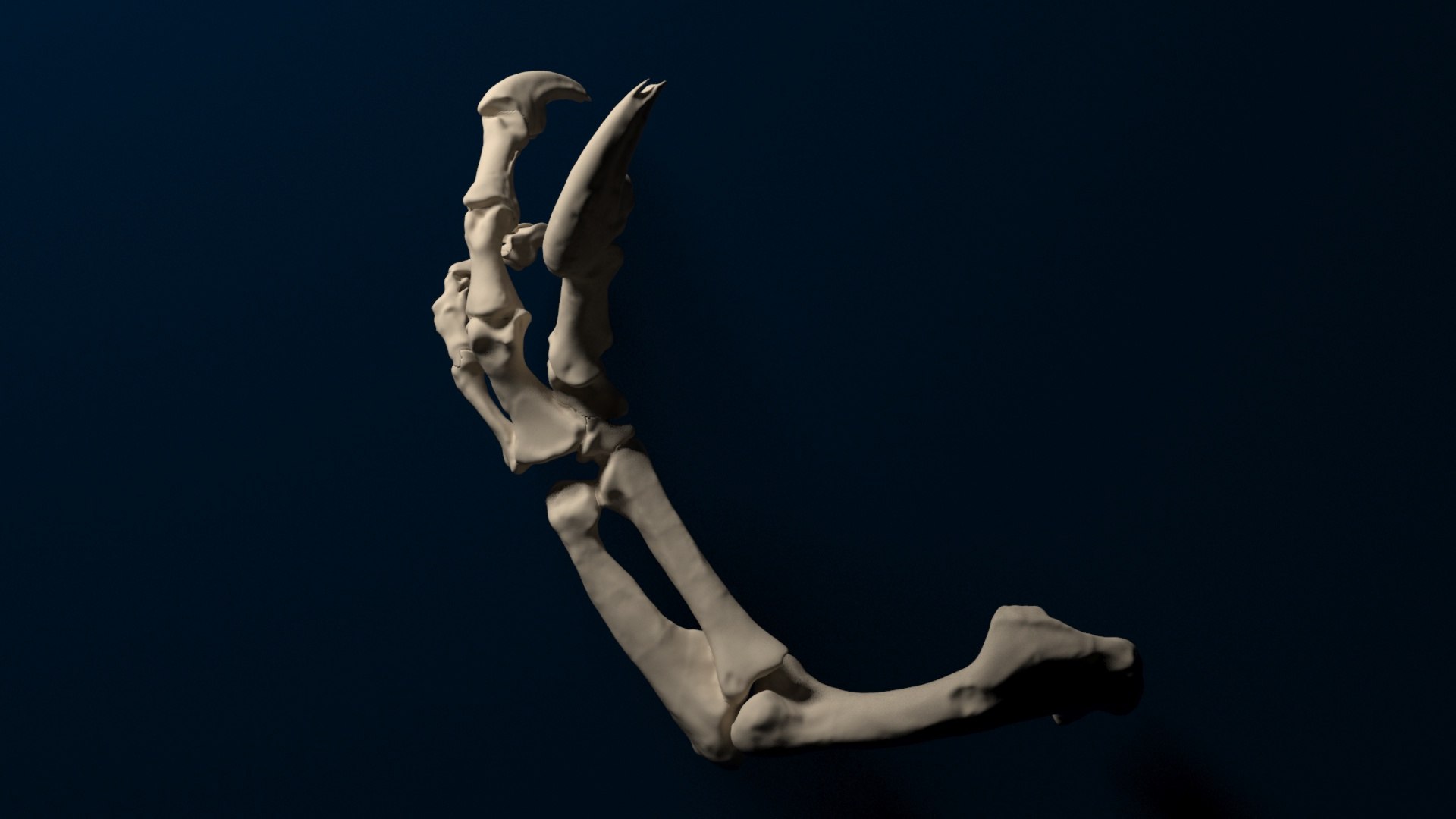 Obj Resolution Allosaurus Arm